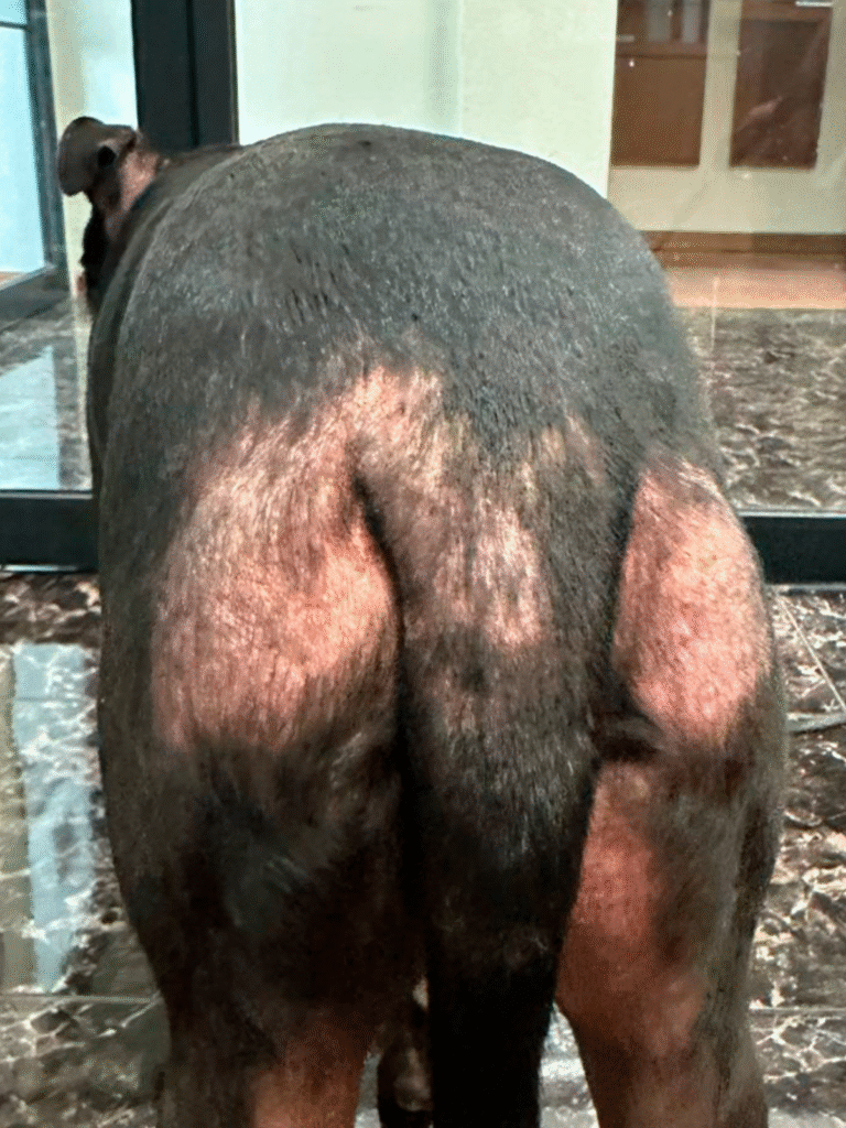 Alopecia en perros – Dermatologo Veterinario Mexico