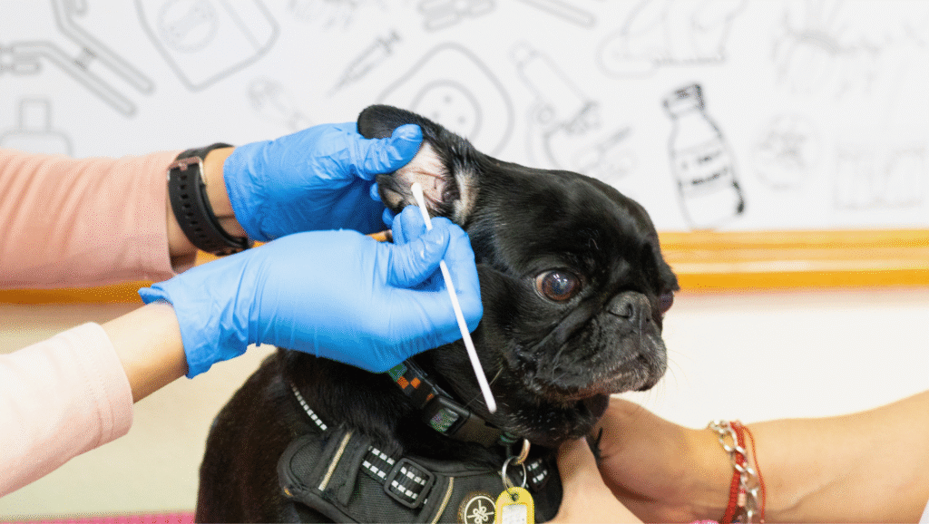 Citología cutánea – Dermatologo Veterinario Mexico