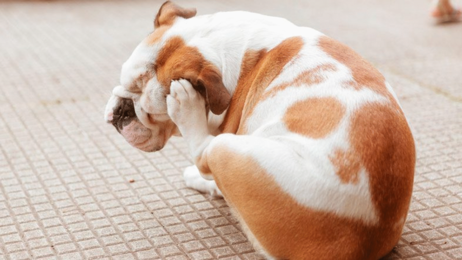 Dermatitis canina: cómo identificarla – Dermatologo Veterinario Mexico