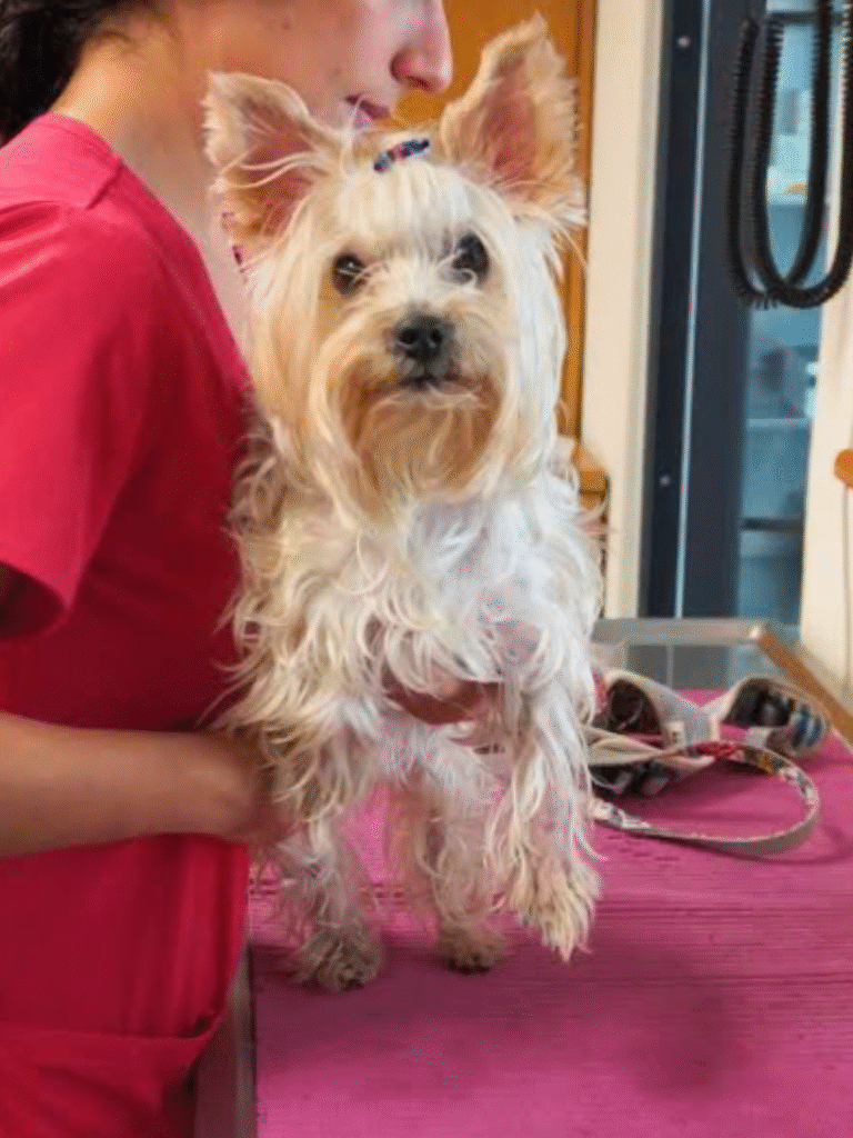 Foliculitis en perros – Dermatologo Veterinario Mexico